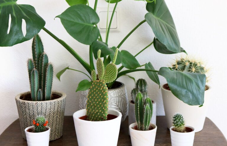 Cactus sin espinas: Características y cuidados ️