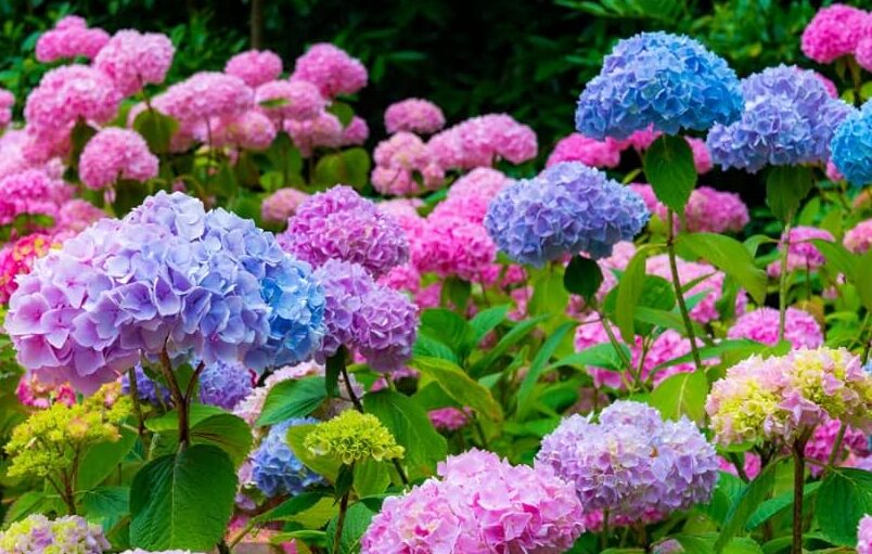 Cómo cultivar hortensias azules: Consejos y cuidados ️