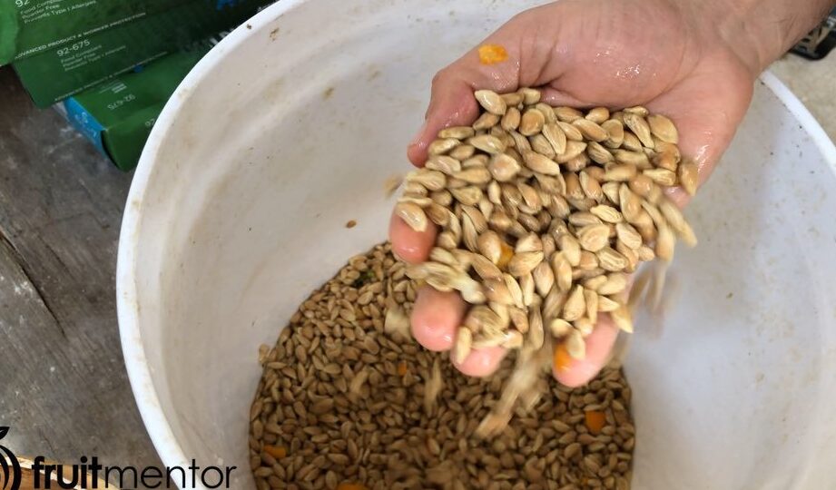 Cómo germinar semillas de limón ️