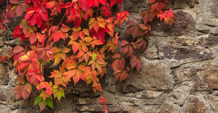 Consejos para el cuidado de la parra ️