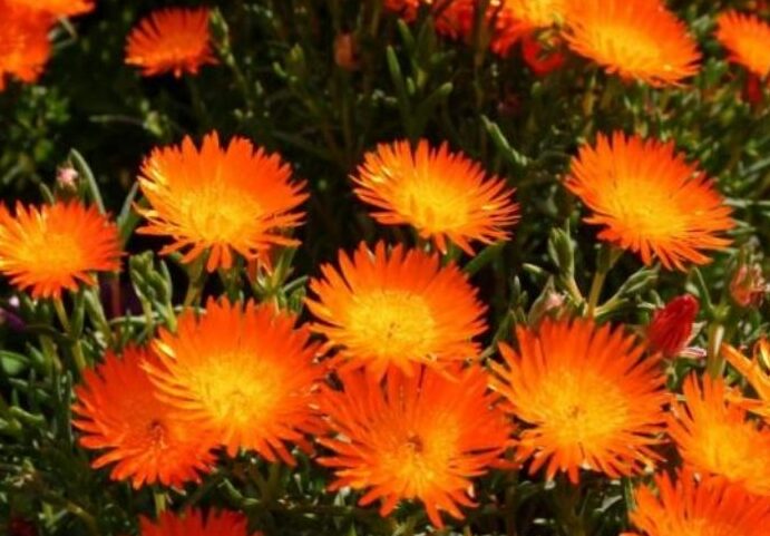 Cuidados de la planta Rayito de sol (Lampranthus) ️
