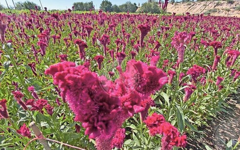 Cultivo y cuidados de la cresta de gallo ️