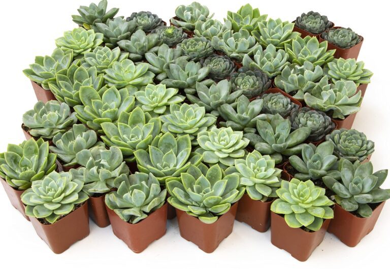 Descubre los distintos tipos de plantas suculentas ️