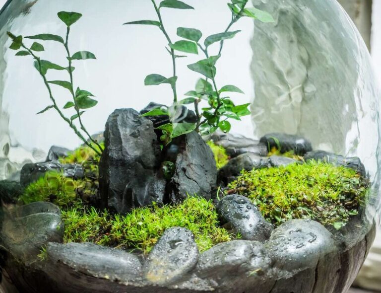 ¿Conoces Los Jardines Eternos? Te Contamos Qué Son, Sus Cuidados Y Qué – KTHUV