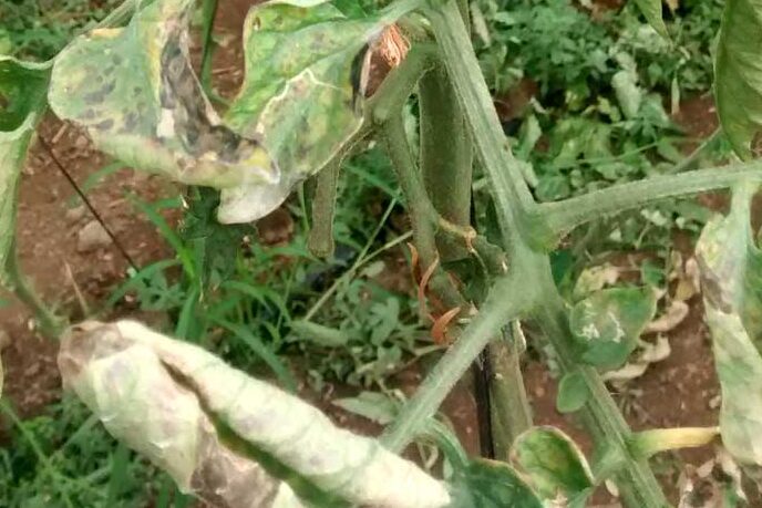 Plagas y enfermedades de las plantas: Identificación y eliminación ️