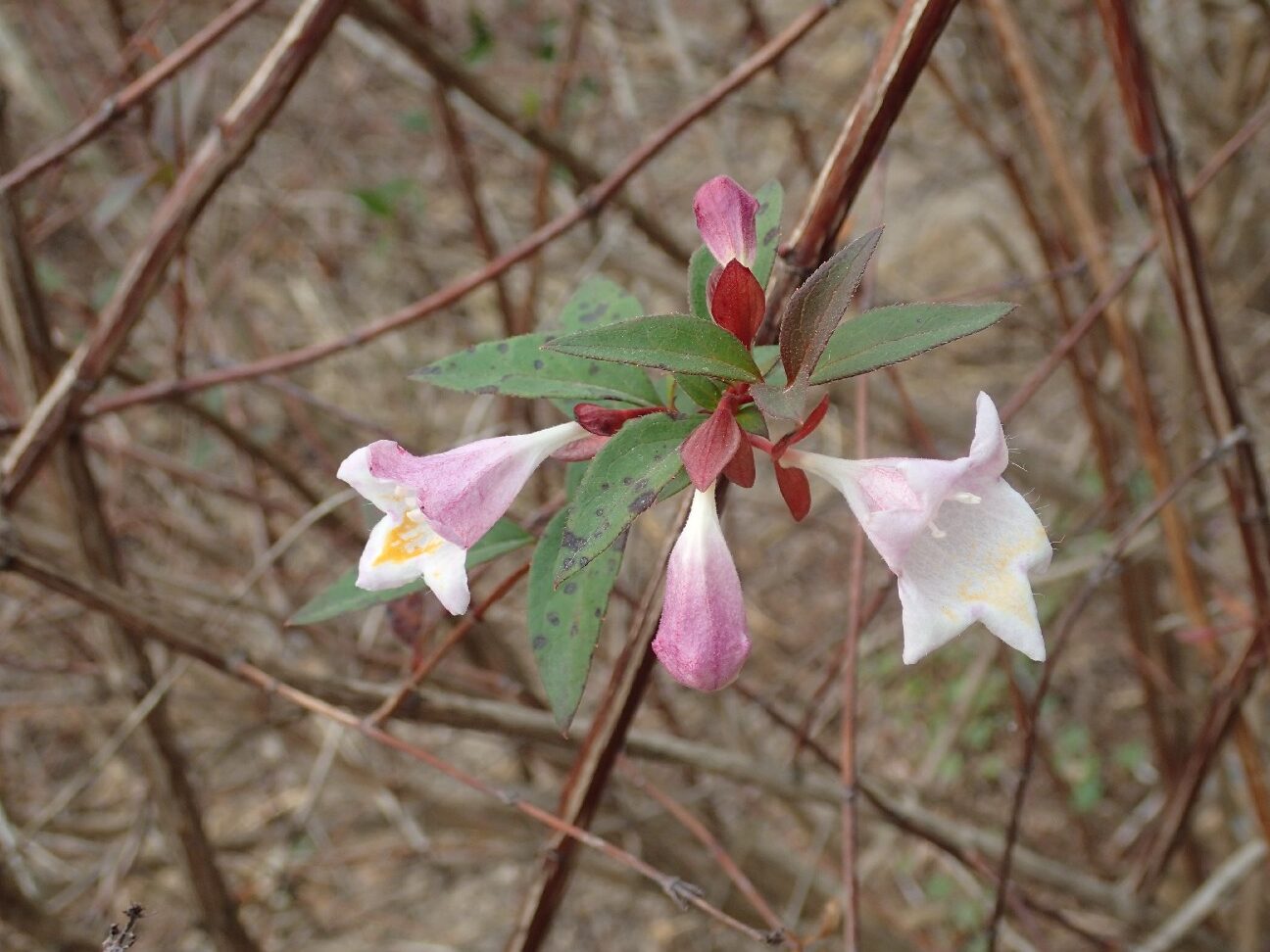 Abelia grandiflora: Guía completa de cuidados ️