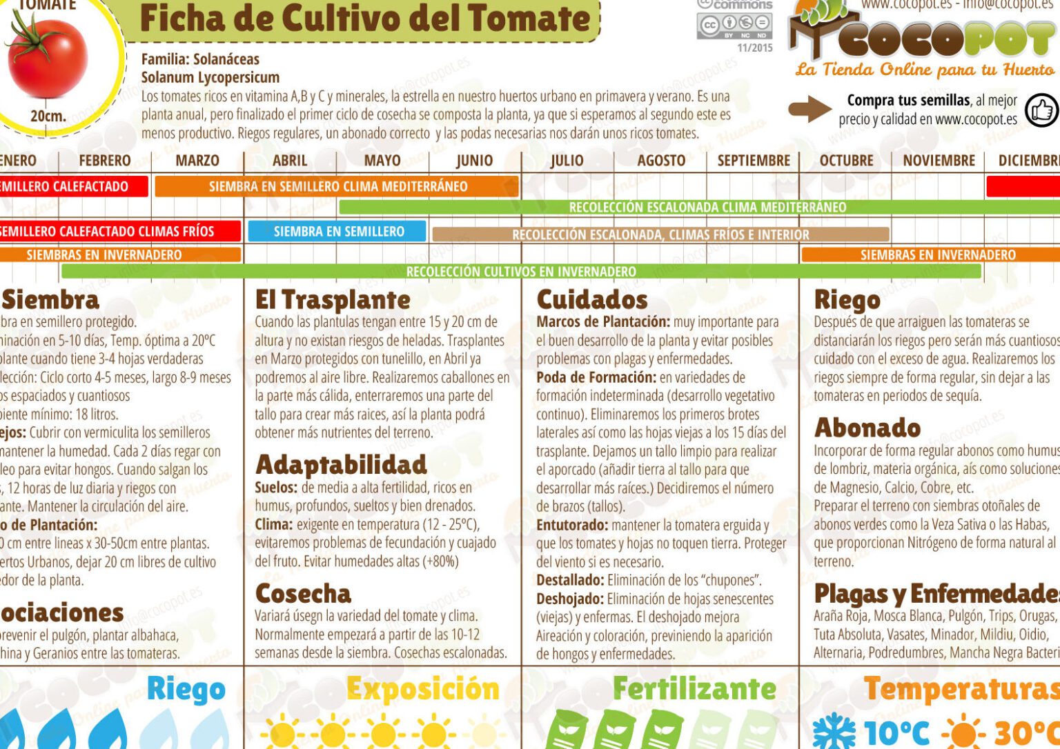 Cómo sembrar chayote: Guía de cultivo y cuidados esenciales ️