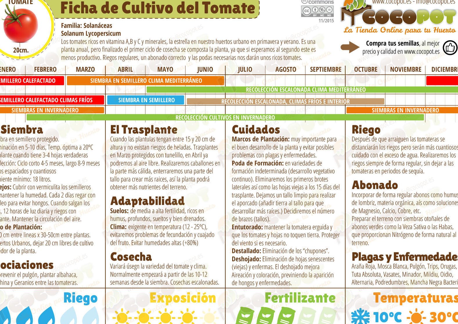 Cómo sembrar chayote: Guía de cultivo y cuidados esenciales ️