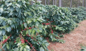 Tipos de poda: Técnicas y recomendaciones ️