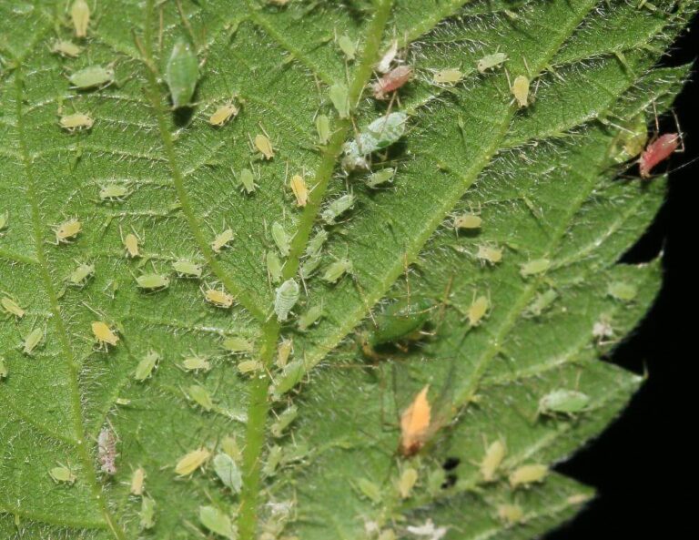 Cómo eliminar el pulgón blanco de las plantas ️