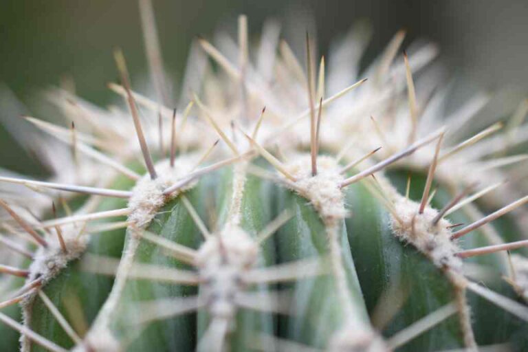 Cómo sacar una espina de cactus del dedo ️