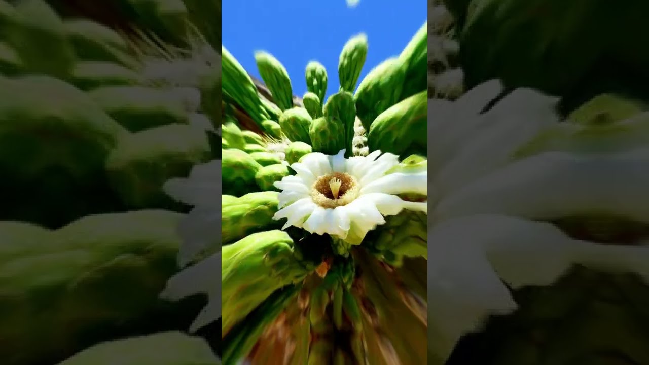 Flor del Himalaya que florece cada 400 años ️