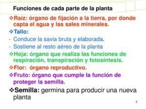 ¿Qué recorrido realiza la savia elaborada por la planta? ️