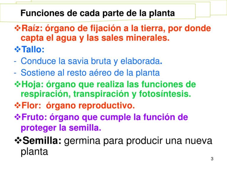 ¿Qué recorrido realiza la savia elaborada por la planta? ️